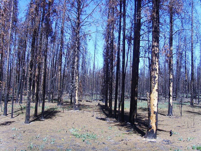 Yellowstone tours from Bozeman - Yellowstone Tours